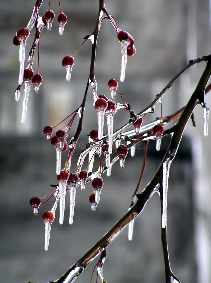 267,642 Apple Tree Stock Photos - Free & Royalty-Free Stock Photos from ...