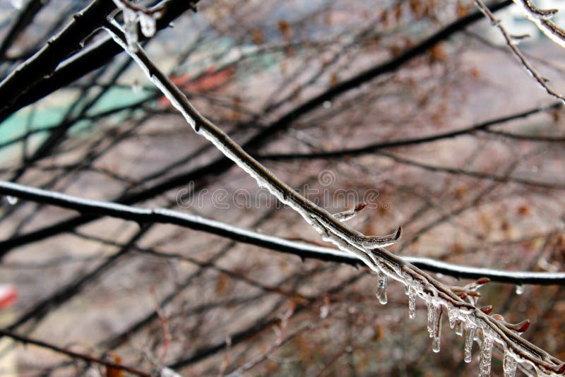Ice on bare tree branches stock photo. Image of bare - 86556372