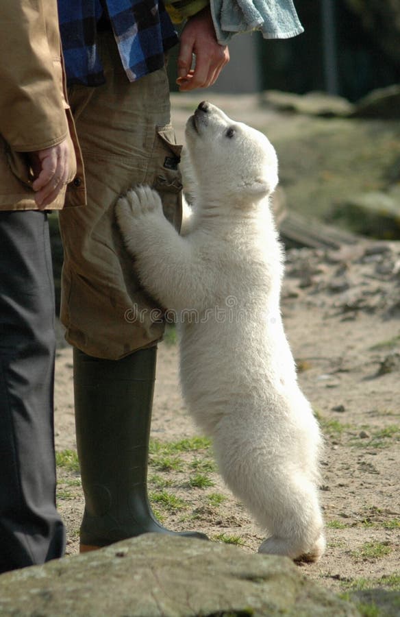 Polar bear Knut editorial photography. Image of cute, charlottenburg ...
