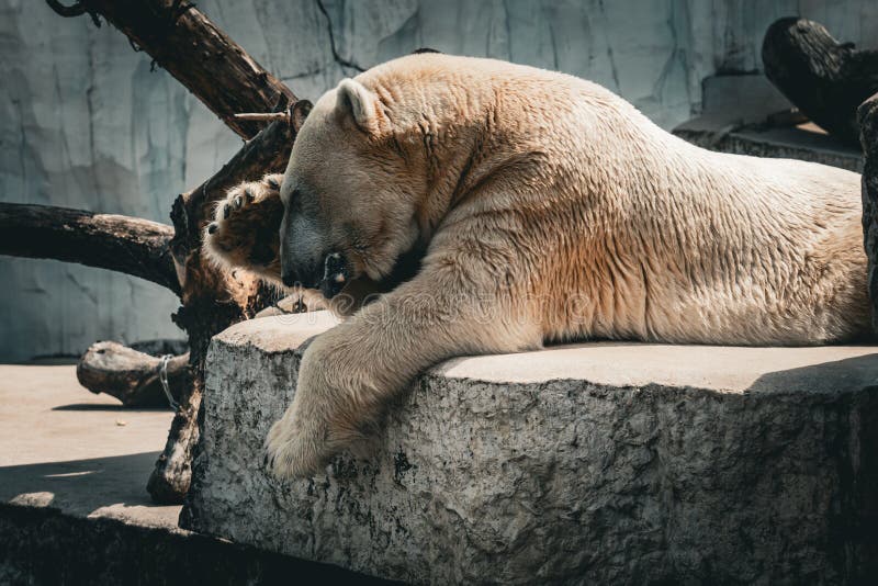 A ice bear in the Zoo who stock image. Image of lays - 361258365