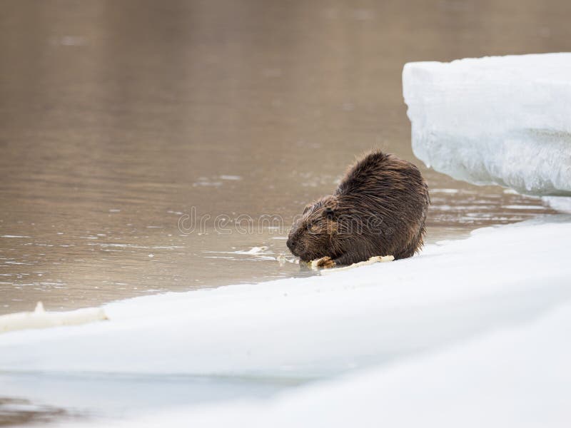 Ice beaver stock photo. Image of canada, pelt, builder - 214867922
