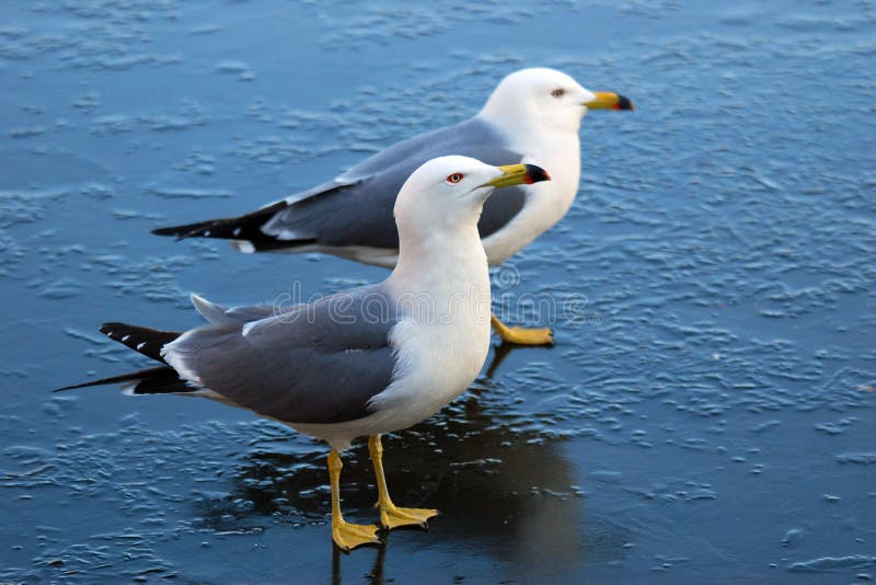 Ice bird stock photo. Image of ocean, head, wild, animal - 7526924