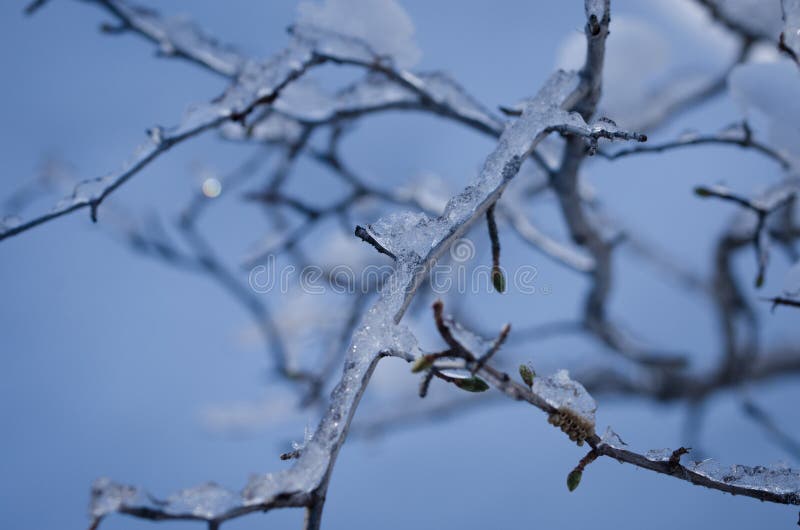 Ice Blue Twigs stock photo. Image of branch, winter, snow - 69591024
