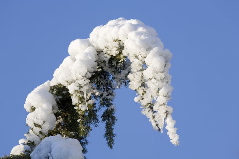 Ice Branch 2 stock photo. Image of frozen, freezing, north - 8284622