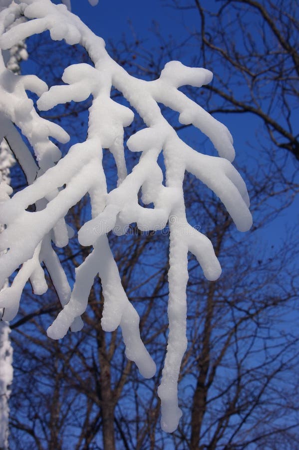 Ice branch. stock photo. Image of white, beautiful, snow - 27315872