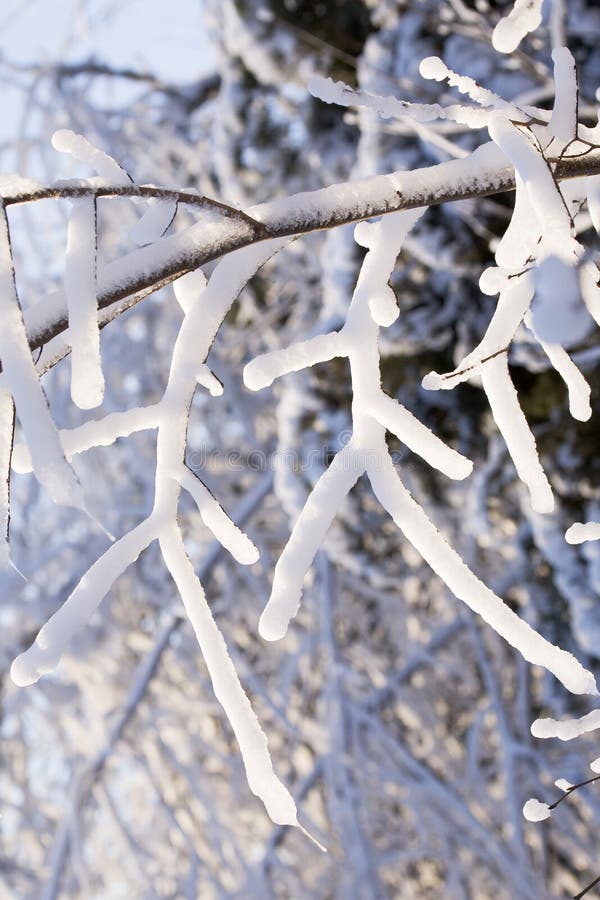 Ice Branch 3 stock photo. Image of winter, shadow, sunlight - 8284646