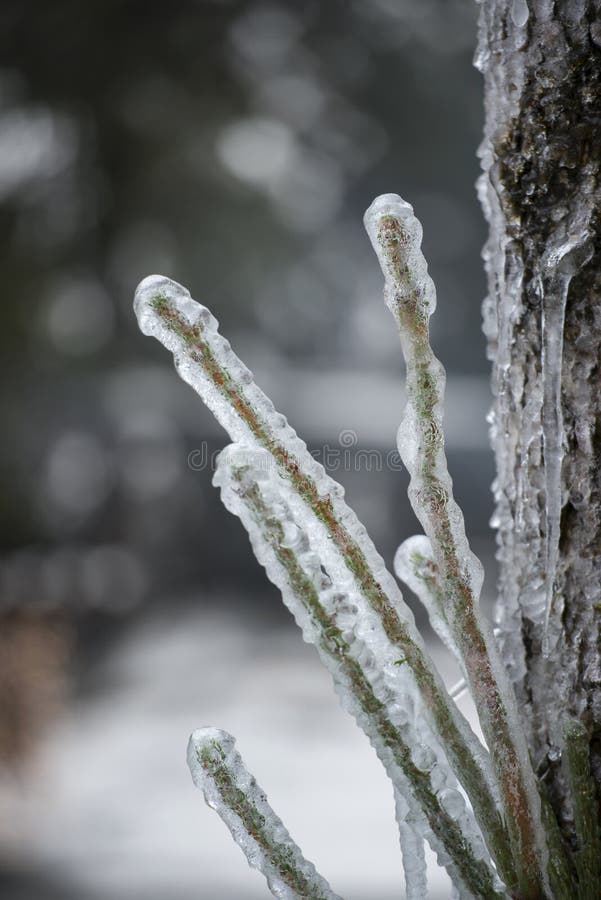 Ice on branch stock photo. Image of branch, nature, trunk - 37052338