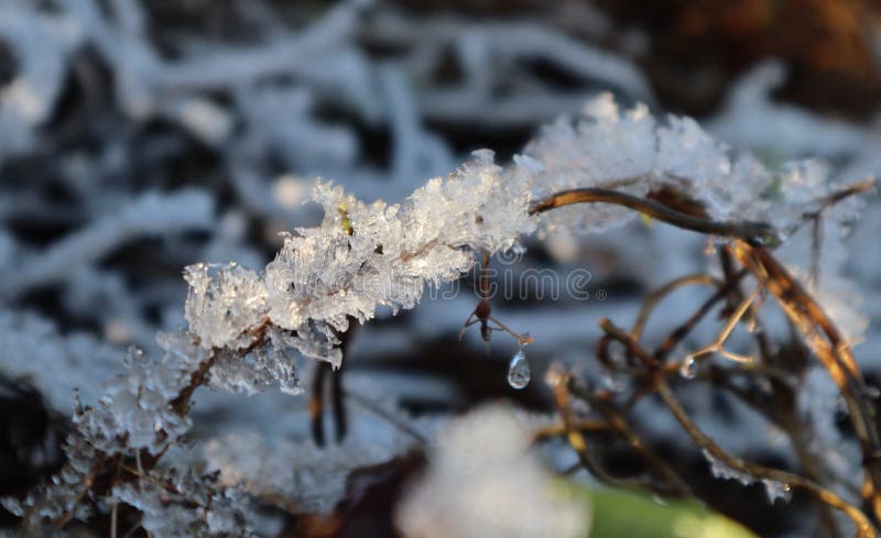 Ice on a branch stock image. Image of cold, snow, winter - 166241099