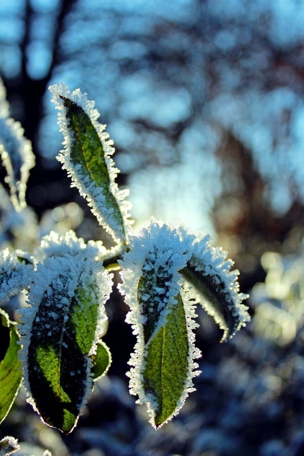 Ice on branch stock photo. Image of park, sunshine, snow - 91567660