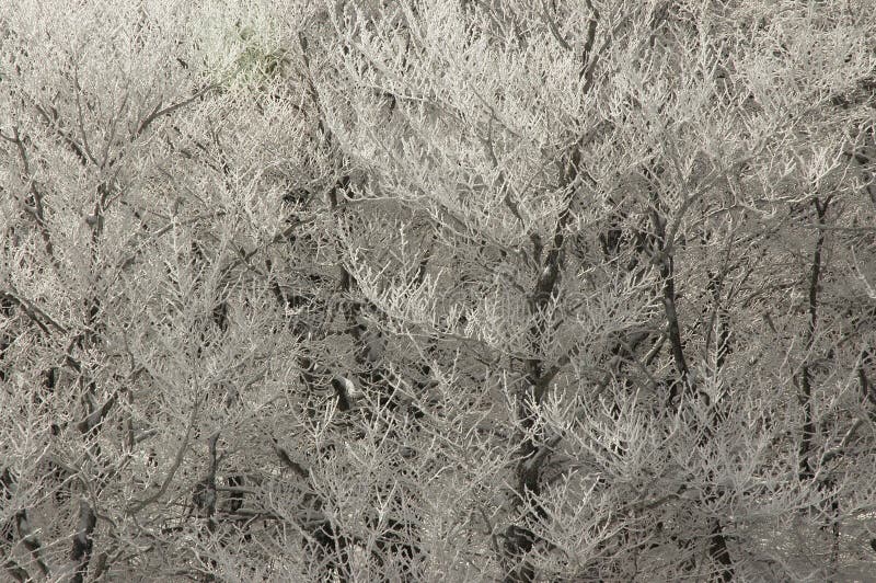 Icey Branches Stock Photos - Free & Royalty-Free Stock Photos from ...