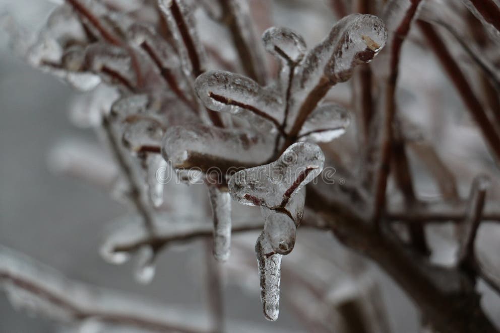 Ice on branches stock photo. Image of freezing, close - 50055894