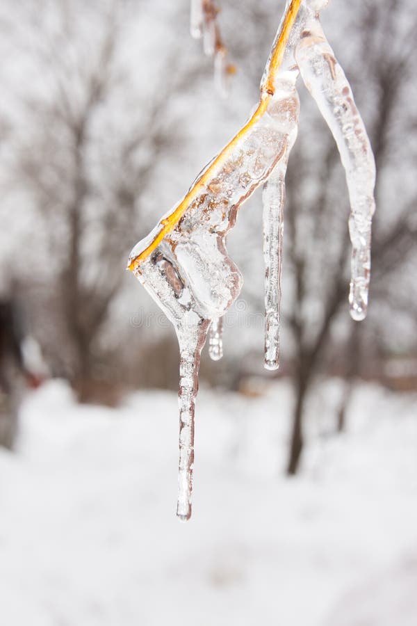 Ice on the Branches of Lilacs in Winter Stock Photo - Image of plan ...