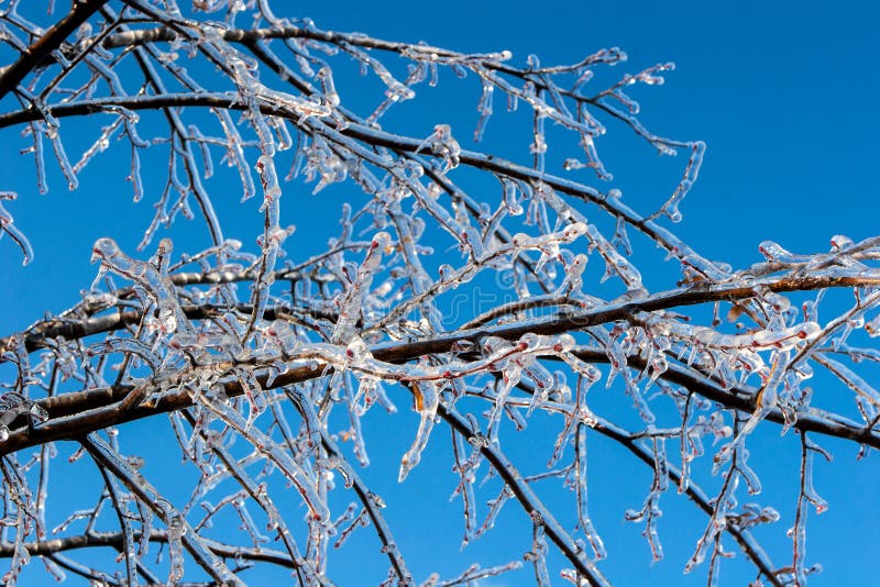 Ice on branches stock image. Image of frost, fall, fortunate - 63318173
