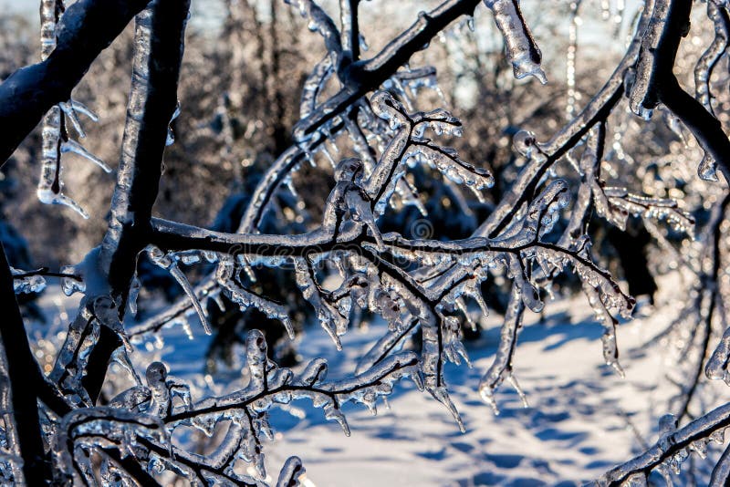 Ice on branches stock image. Image of cold, blessed, chill - 63318179
