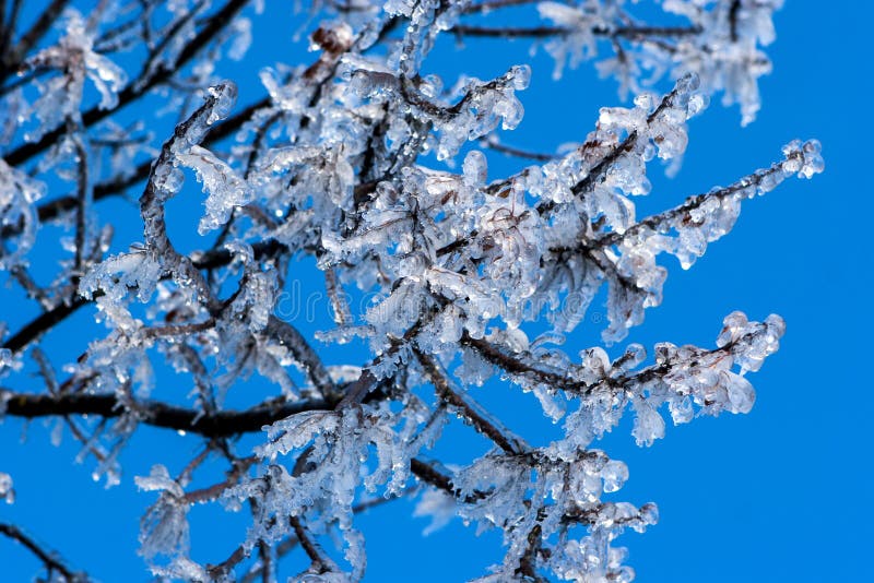 Ice on branches stock image. Image of foggy, christmas - 63318183