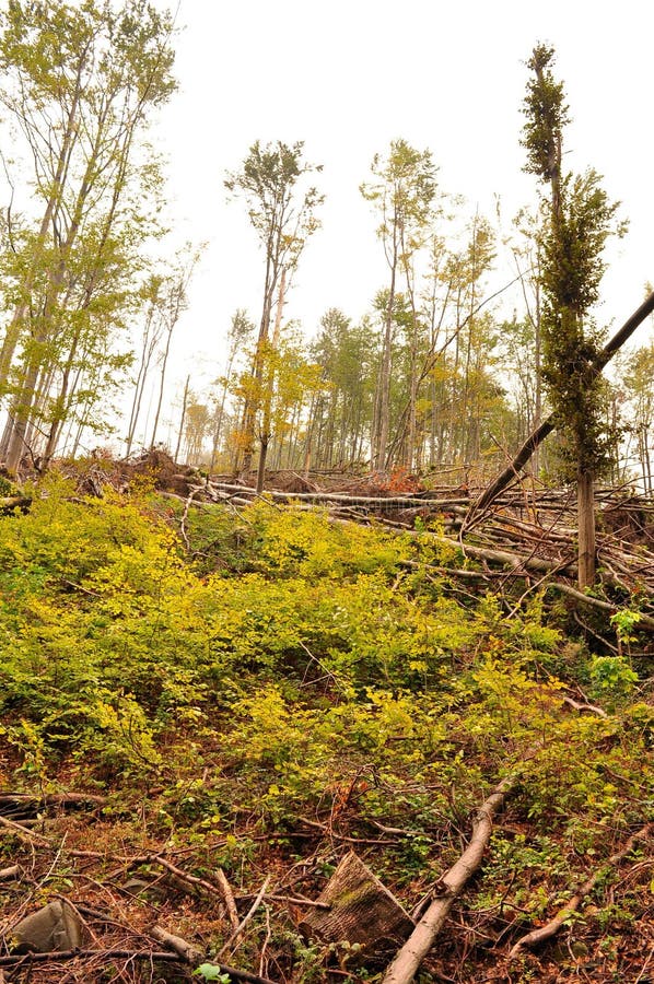 Ice Break in the Beech Forest Stock Image - Image of tree, storm: 123645103