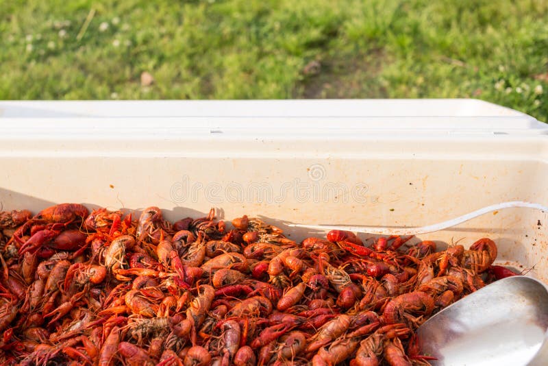 Steaming Crawfish stock image. Image of feast, acadian - 14399607