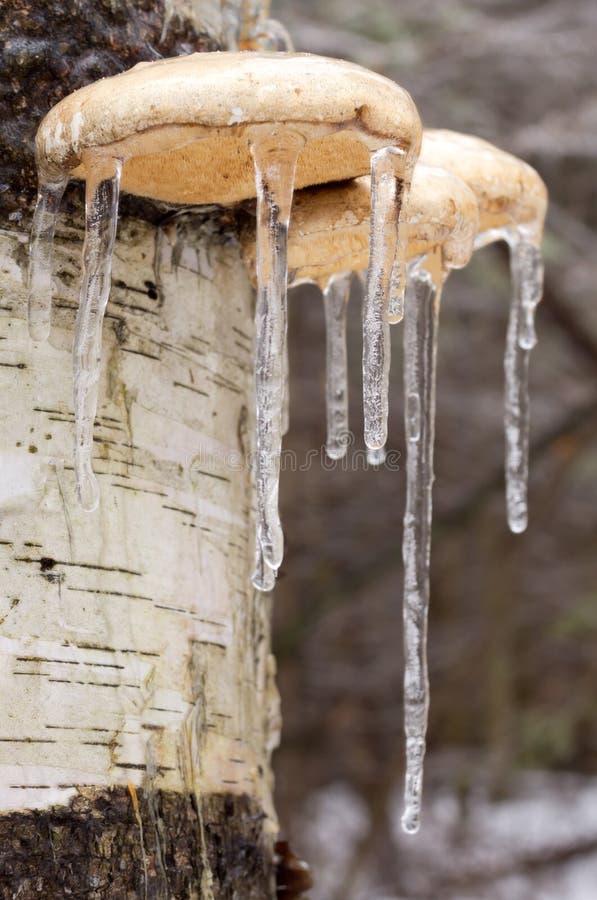 Ice Coated Mushrooms after an Ice Storm. Stock Photo - Image of long ...