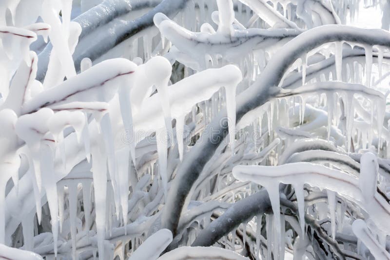 Ice Coated Tree after an Ontario Freezing Rain Storm Stock Image ...