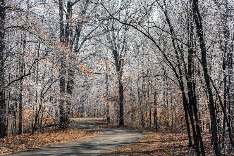 Ice coated trees stock photo. Image of cold, freezing - 111213286