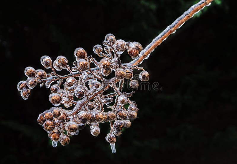 Ice coating on branch stock photo. Image of season, frosting - 82821540