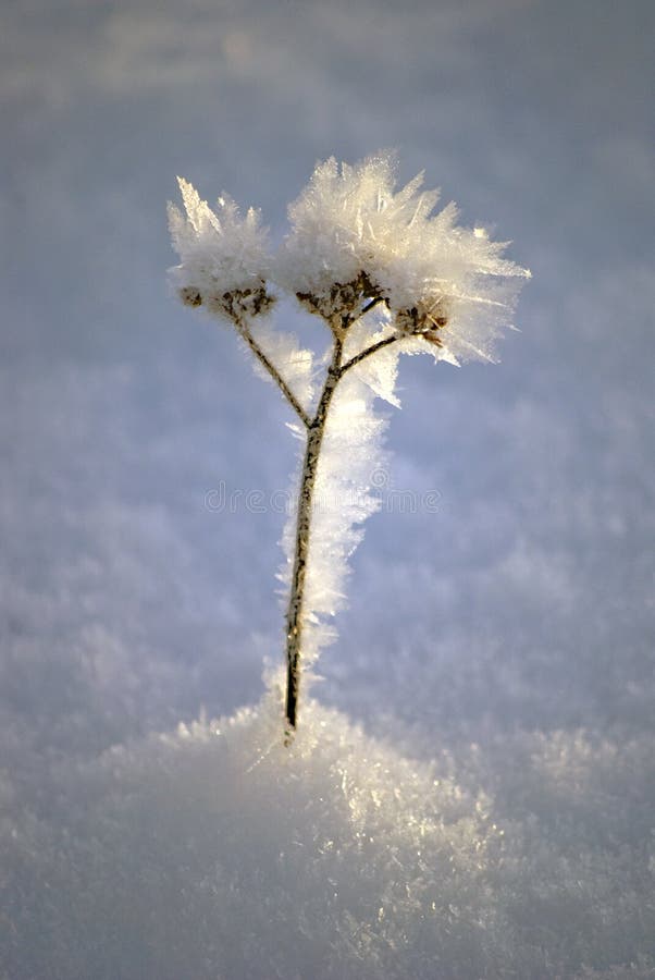 Ice cold stock image. Image of natural, winter, plant - 17917069