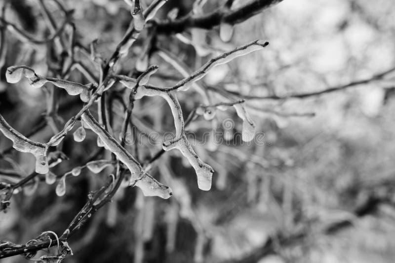 Ice on Branches of Tree Closeup Stock Photo - Image of cold, winter ...