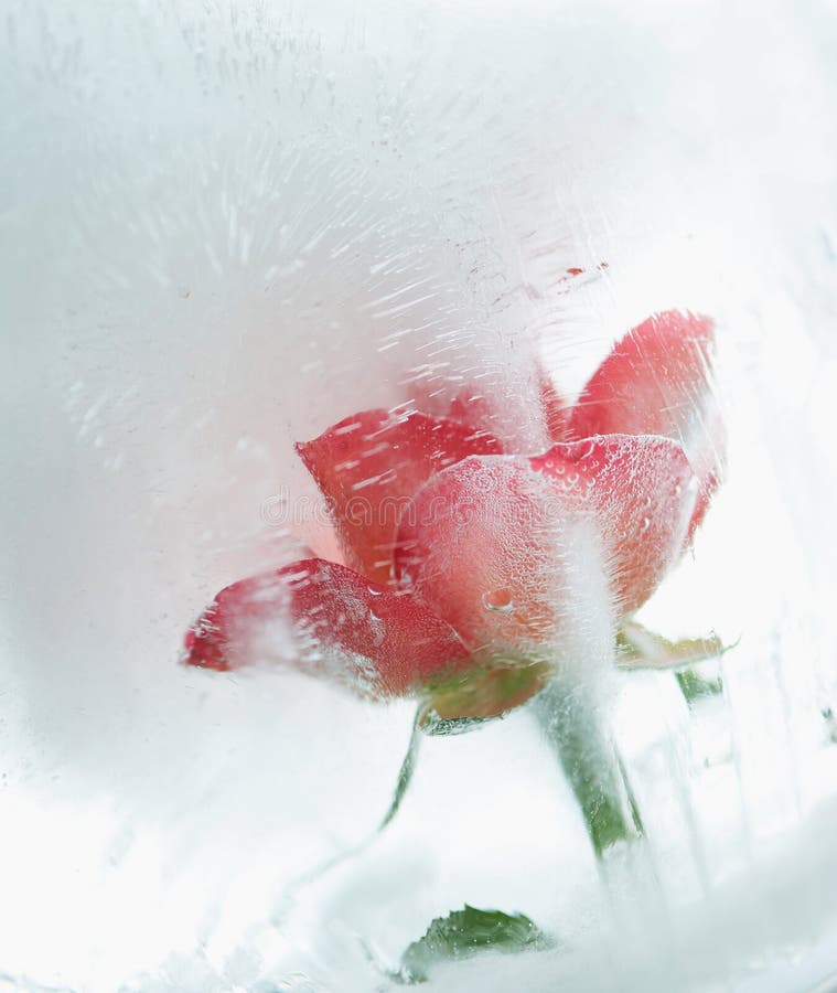 Ice cold rose stock image. Image of flower, closeup, focus - 37698411
