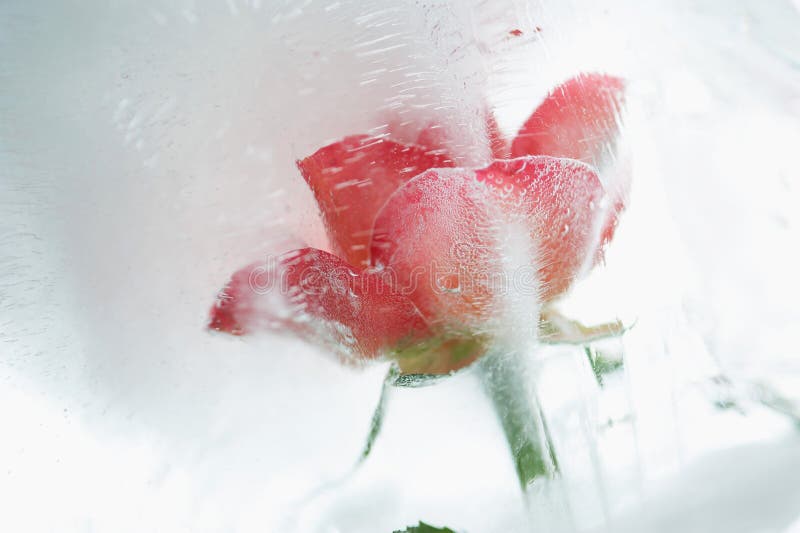 Ice cold rose stock photo. Image of cold, love, nature - 37698490