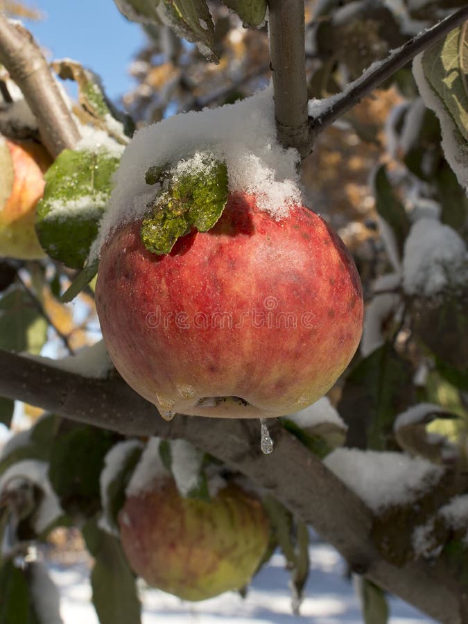 Ice Covered Apple stock photo. Image of winter, covered - 36845852