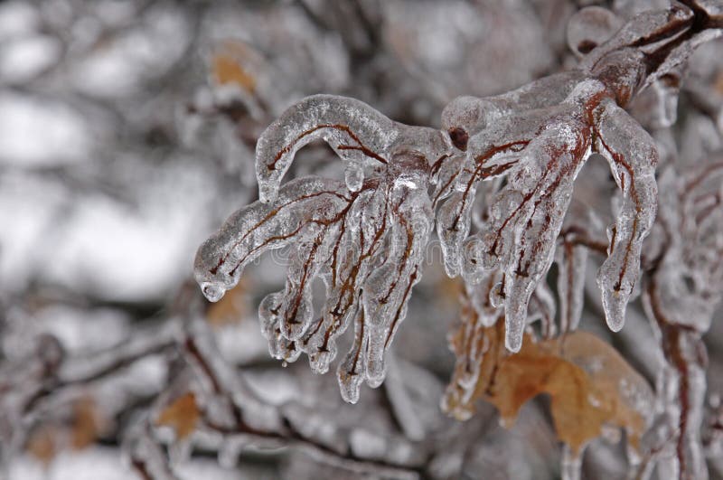Ice Covered Branch stock photo. Image of branch, snow - 36373086