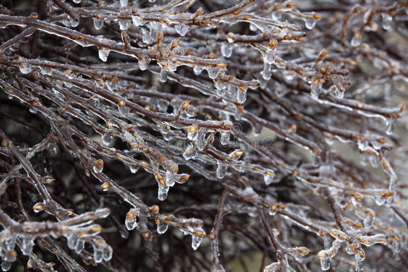 Ice Covered Branches after Ice Storm Stock Photo - Image of branches ...