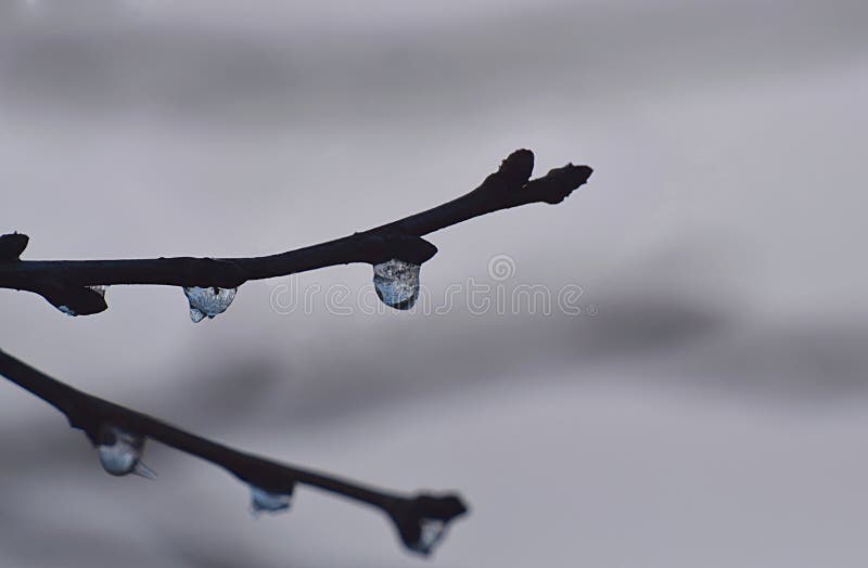 Ice-covered Branches Tree after Freezing Rain Stock Image - Image of ...
