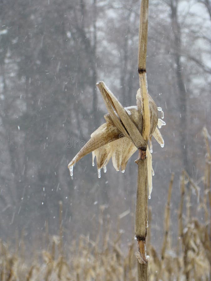 Ice covered corn stock photo. Image of december, icicles - 50075708