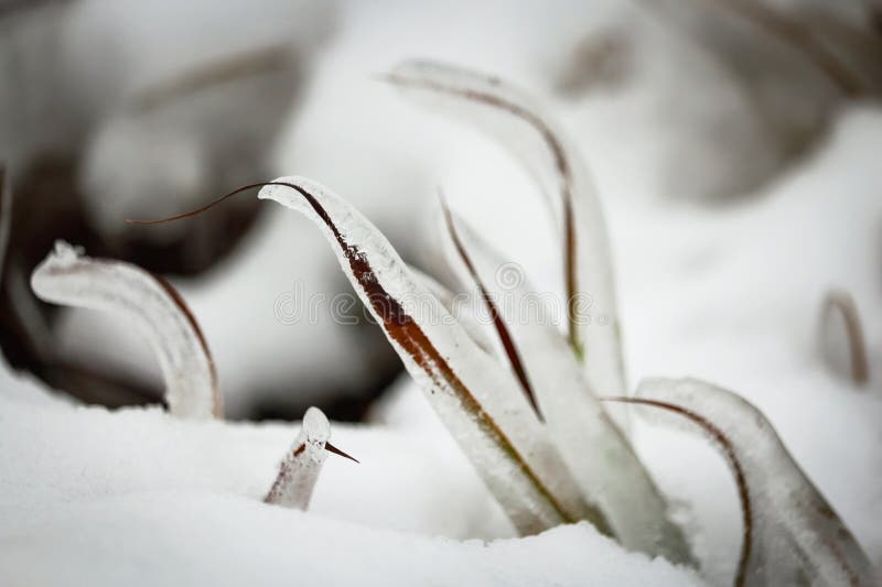 Ice Covered Grass Curved Over the Ground with Frozen Thick Layer of Ice ...