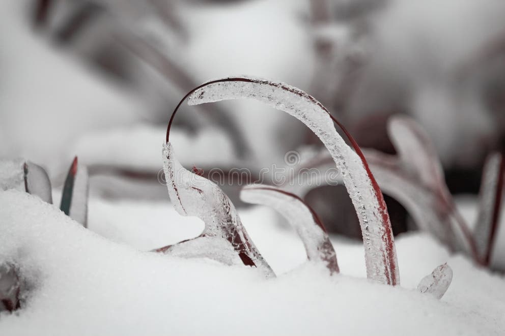 Ice Covered Grass Curved Over Snow on the Ground with Frozen Thick ...