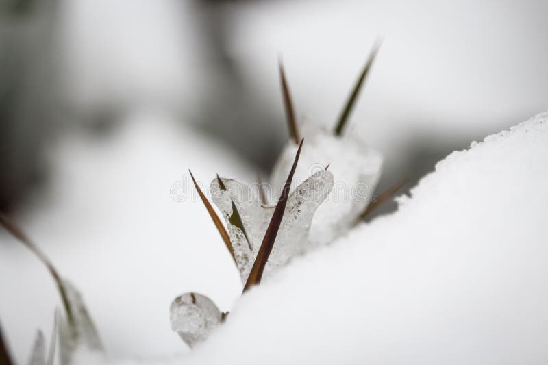 Ice Covered Grass Sticking Out of Snow with Frozen Thick Layer of Ice ...