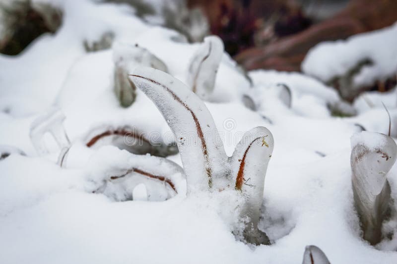 Ice Covered Grass Sticking Out Snow Frozen Thick Layer Visible Texture ...