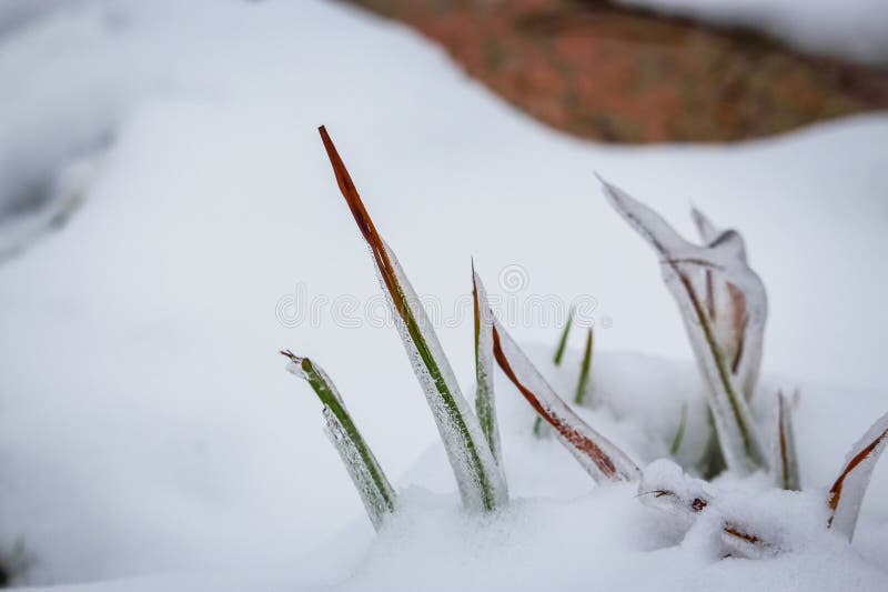 Ice Covered Grass Sticking Out of Snow with Frozen Thick Layer of Ice ...