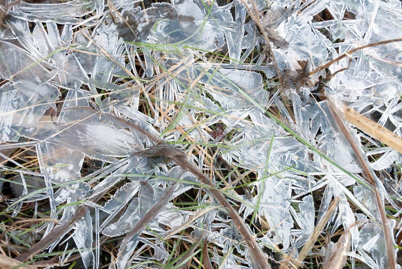 Ice Covered Grasses on a Cold Morning. Stock Photo - Image of climate ...