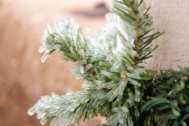 Ice covered green garland stock image. Image of christmas - 132583483