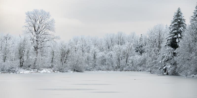 Ice Covered Lake Surrounded by Trees with Snow on Branches Stock Photo ...