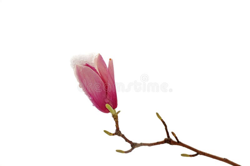 Ice covered Magnolia stock photo. Image of natural, ecological - 365753302