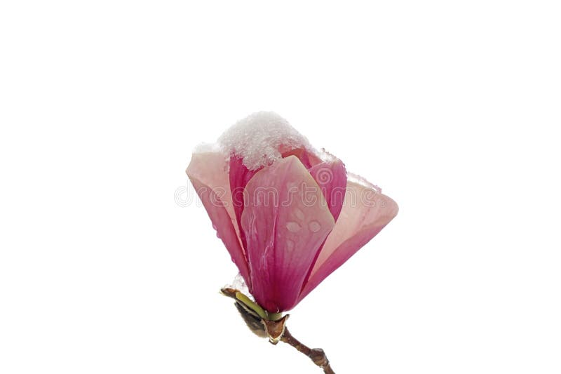 Ice covered Magnolia stock photo. Image of germination - 365753344