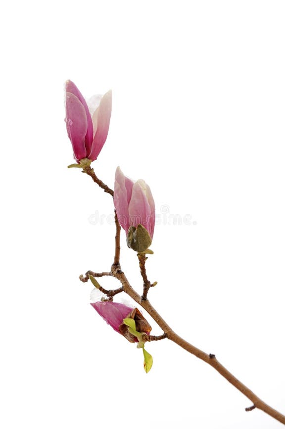 Ice covered Magnolia stock photo. Image of background - 370714052