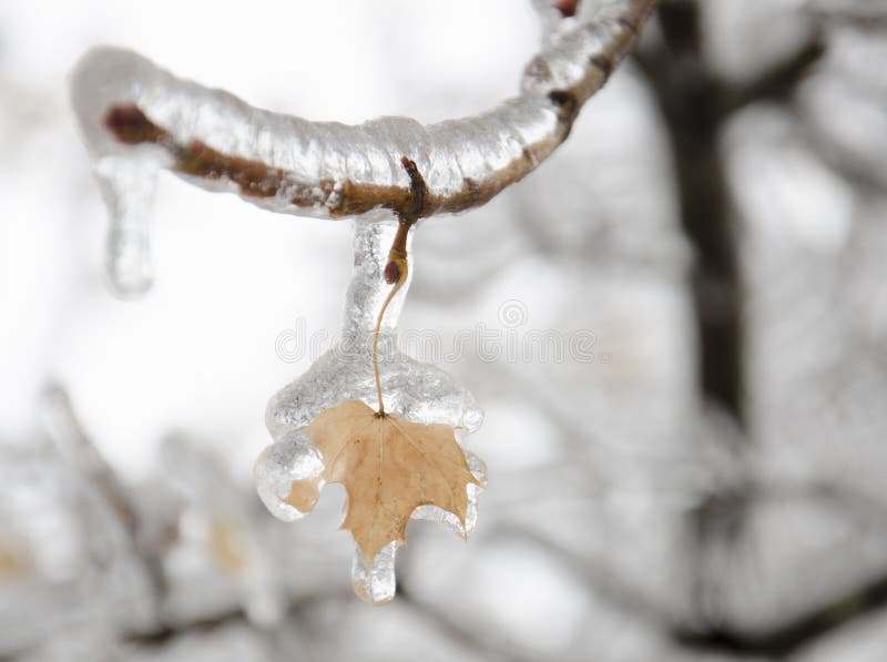 Ice covered maple leaf stock image. Image of detail, cold - 36478405