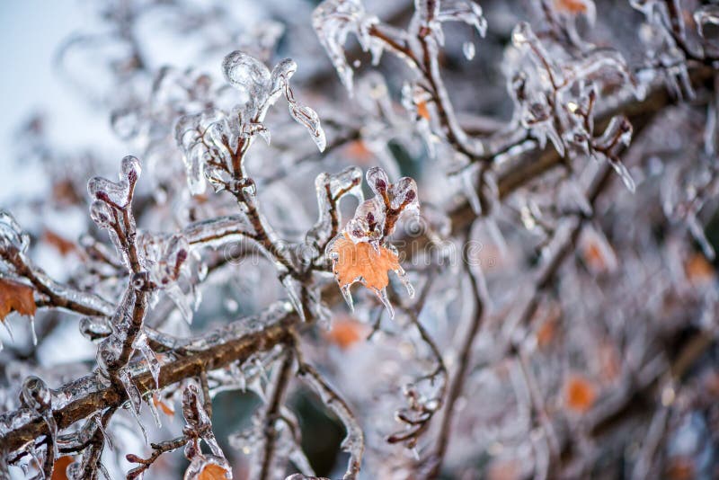 Ice Covered Maple Tree Branches Stock Image - Image of beautiful, leaf ...
