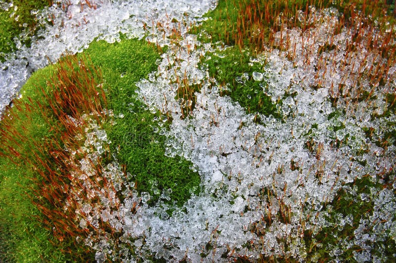 Ice covered moss stock photo. Image of closeup, cool - 36183034