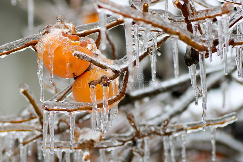 Ice Covered Persimmons on the Branch of the Tree Stock Image - Image of ...