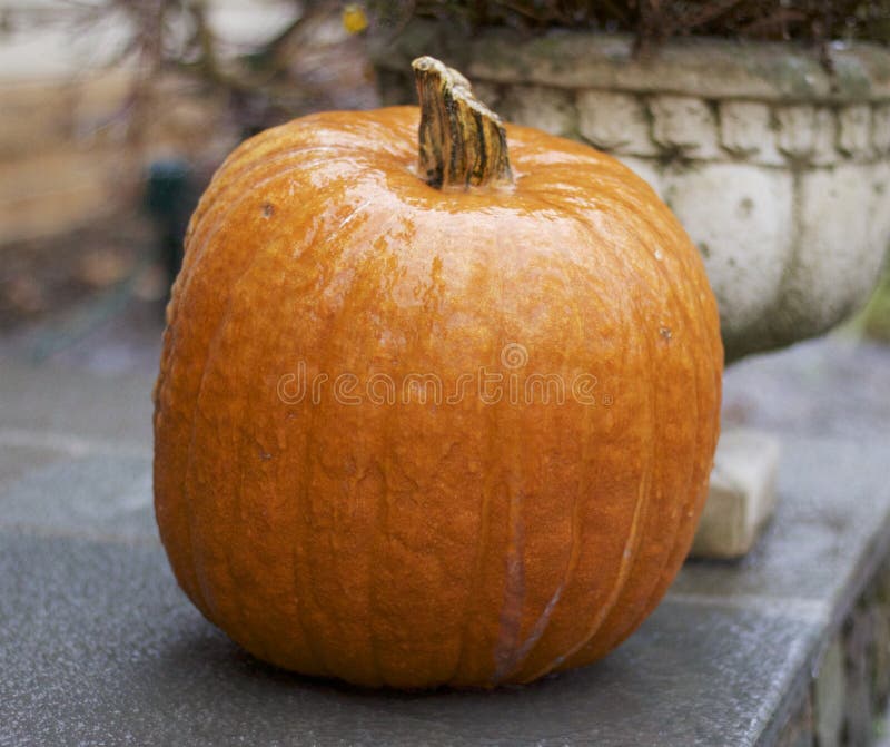 Ice covered pumpkin stock image. Image of nature, covered - 82682003